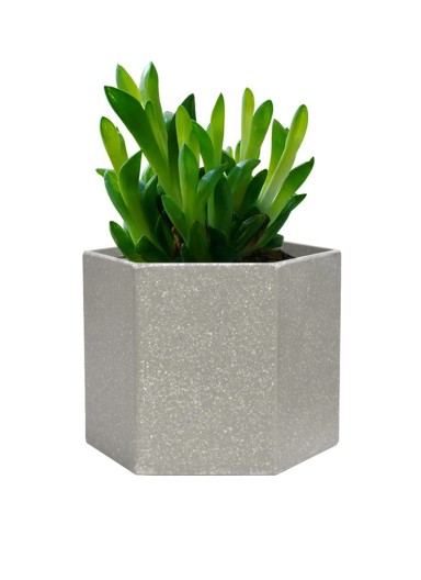 Buy Hexagonal Melamine Mini Plant Pot, Geometric Small Plant Holder for ...